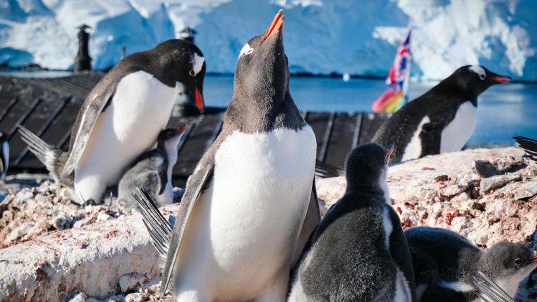 Wildlife researcher spends Christmas counting penguins
