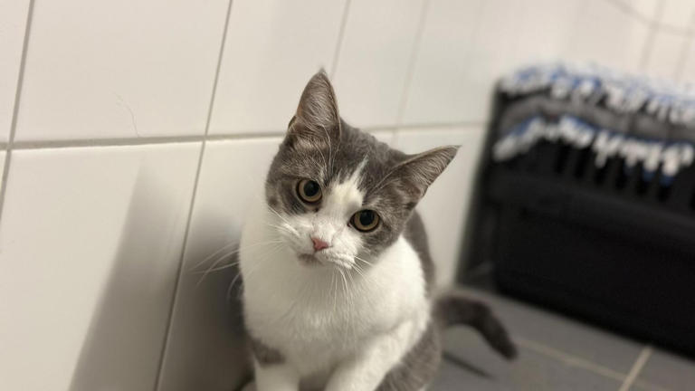 Tierschutz Salzgitter sucht neues Zuhause für diese junge Katze