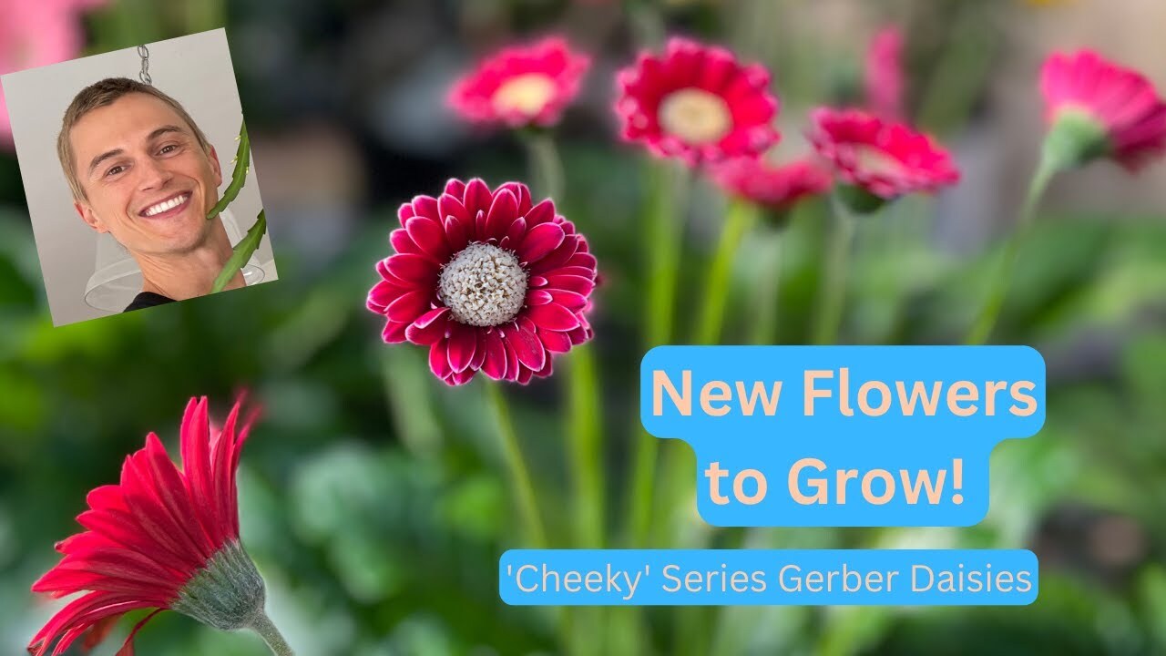 'Cheeky' gerber daisies - Try these new plants!