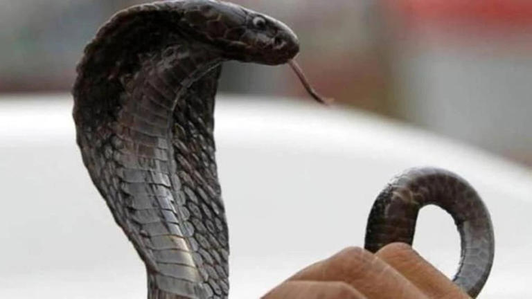 Love gardening? Avoid this plant if you want to keep snakes away