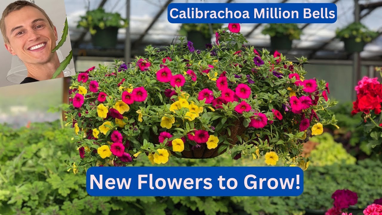 Calibrachoa million bells 'Minifamous' - Try these new plants
