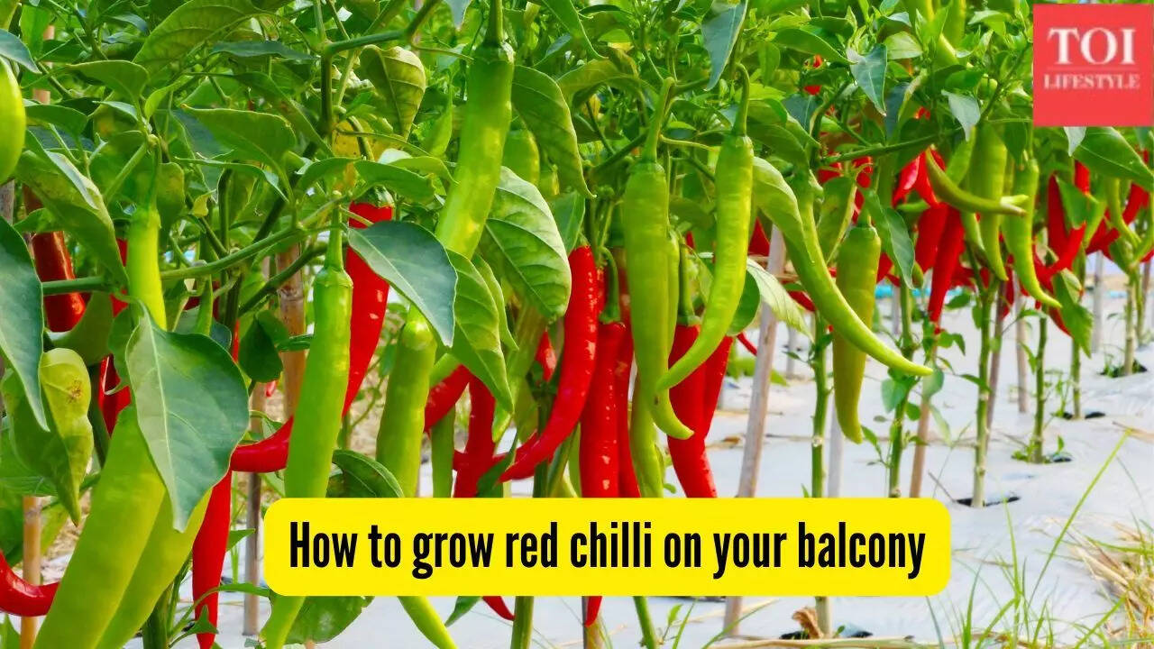 How to grow red chillies on your balcony garden; tips and tricks