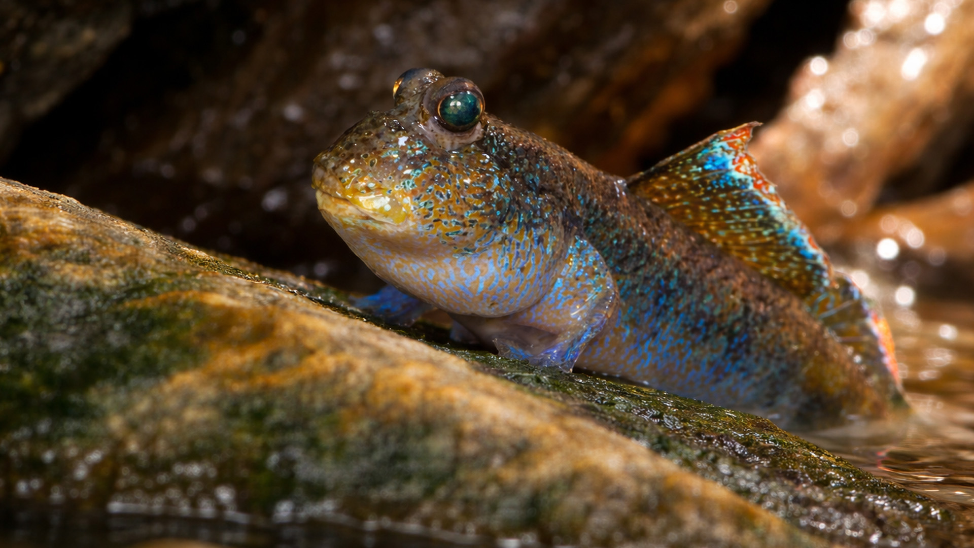 Da vicino con il pesce mudskipper atlantico
