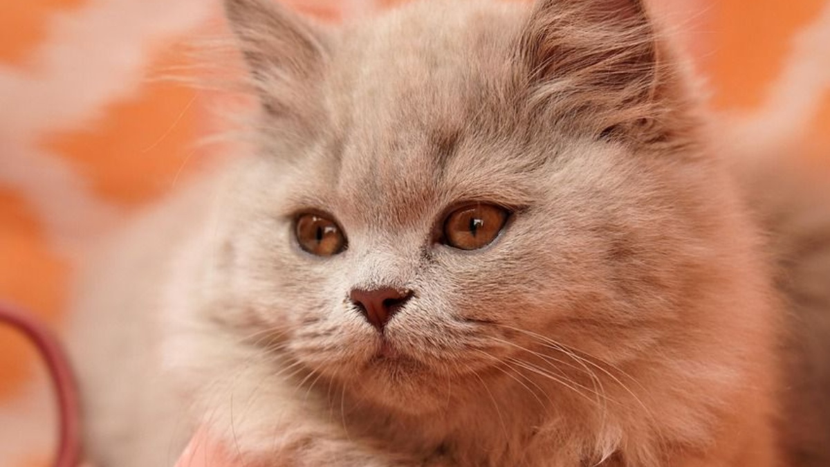 Is my cat in love with me? 10 expert-backed signs that say yes