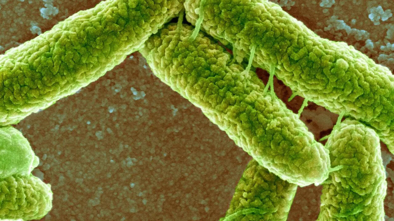 E coli detected in Bhopal groundwater: Symptoms to watch and how to ...