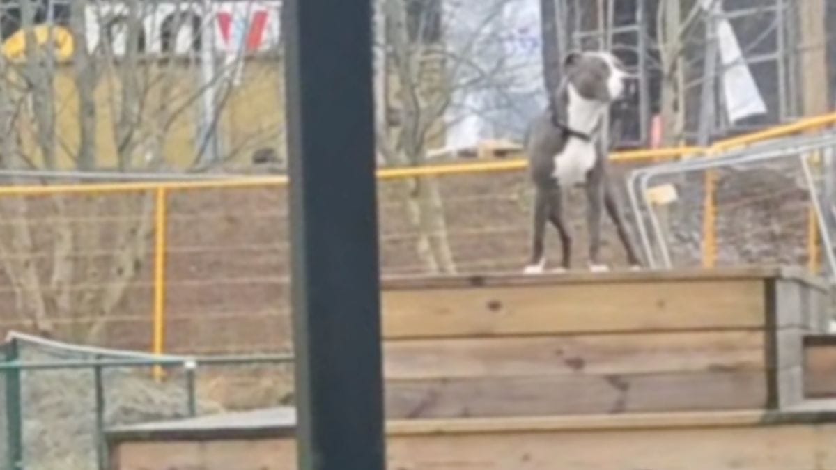 Man's training drill with his dog has 1.5M viewers in tears (video)