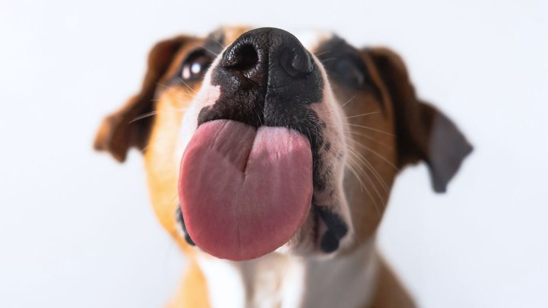 Hond likt aan ijs en vriest vast met tong: hoe gevaarlijk is het echt?