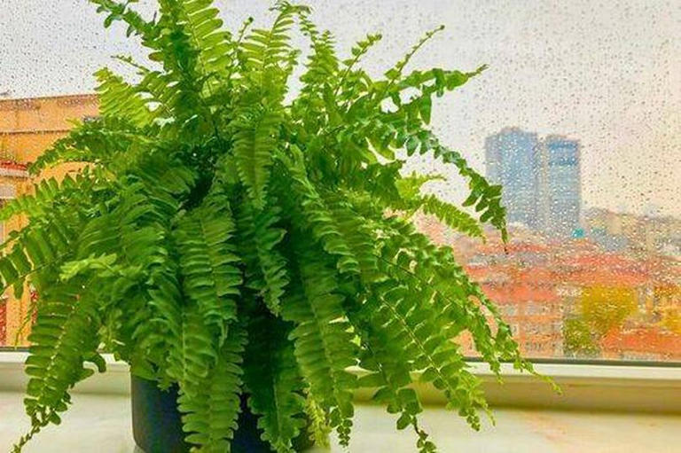 Keep condensation off windows by placing 1 natural item on your sill