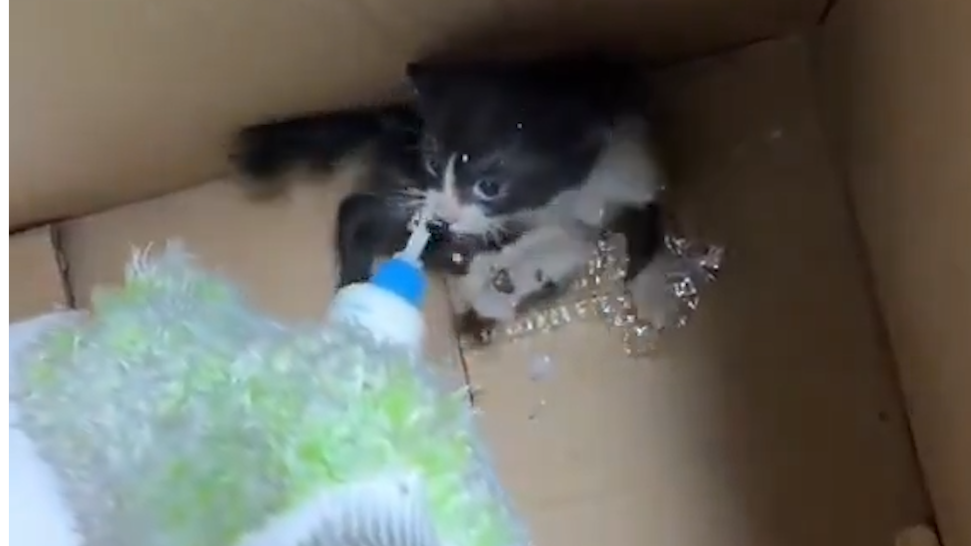 Poor cat was hungry and angry at the same time