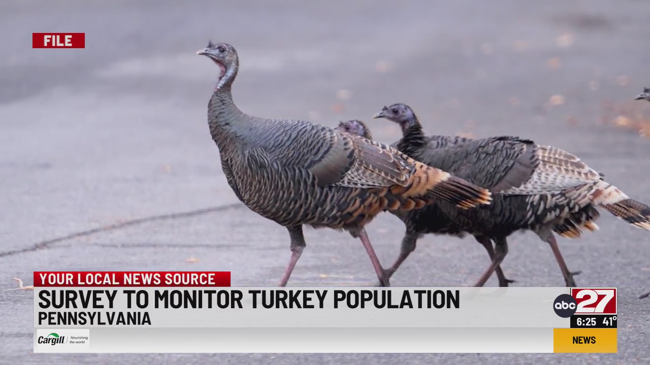 Survey to monitor turkey population in Pennsylvania