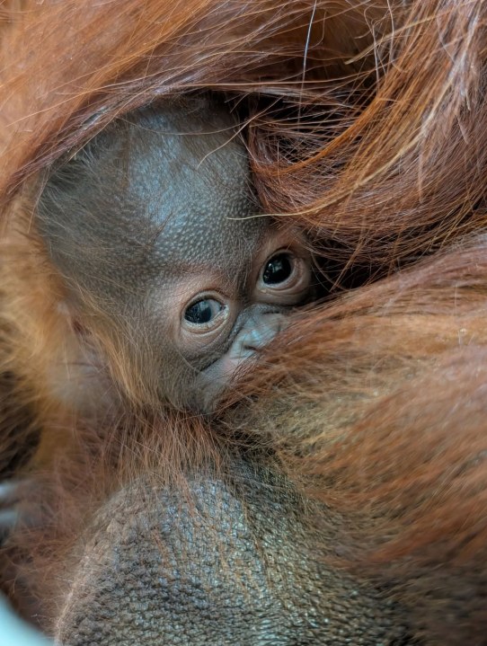 Meet Cameron Park Zoo’s newest treasure