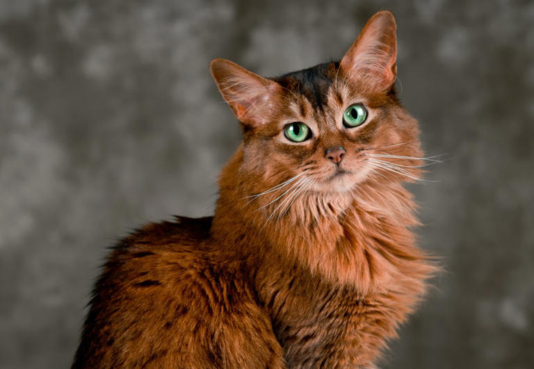 Somali cat grand champion shows off his cool confidence