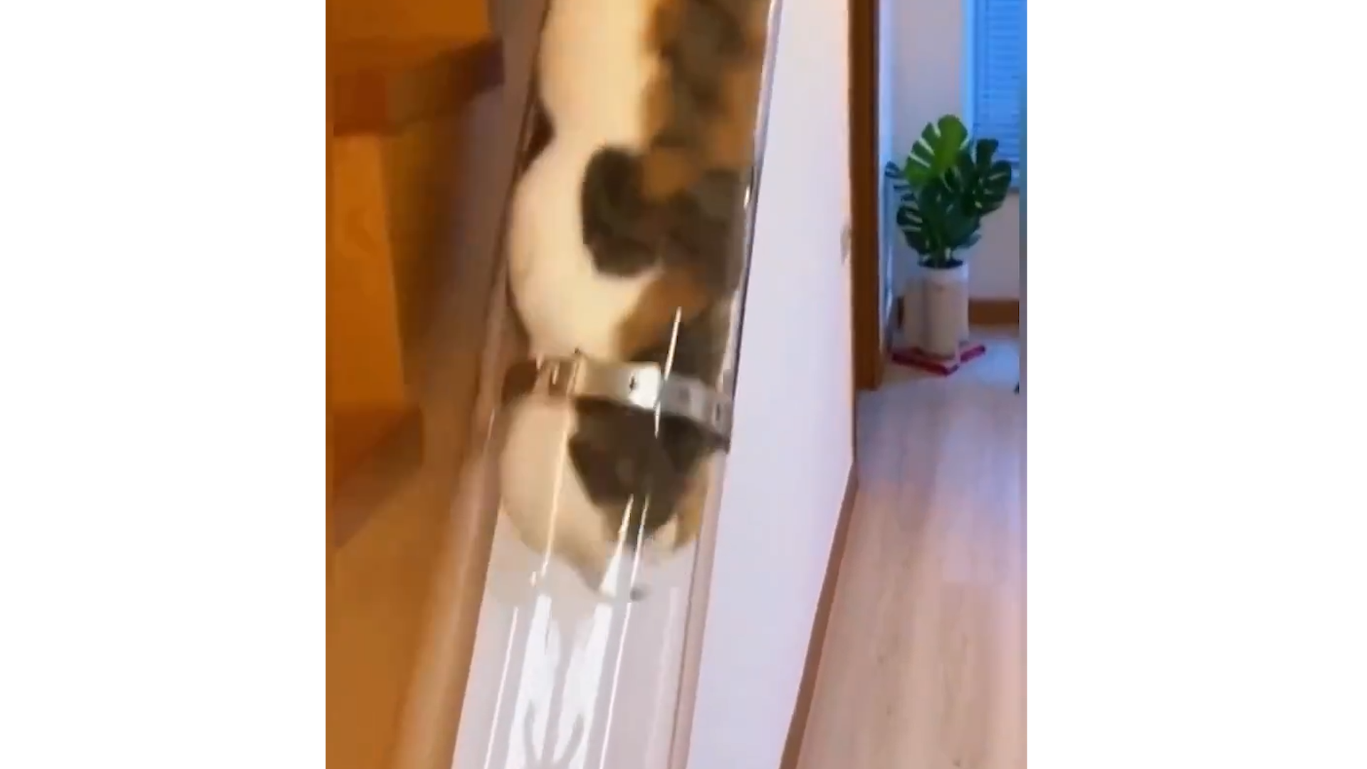 Cats reacting to their owner's voice coming out of the camera 😭