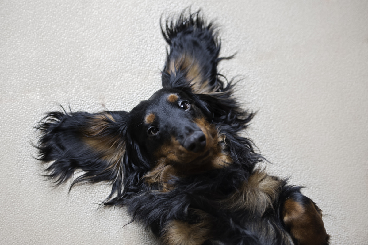 Senior dachshund attempts to communicate through 'interpretive dance ...