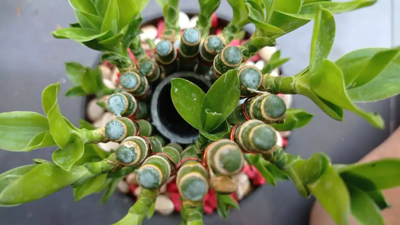 8 plants that bring calm, luck, and positive energy to your home