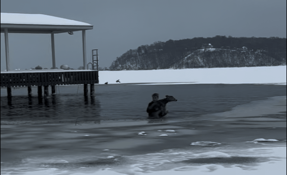 See it: New York man rescues baby deer from icy waters