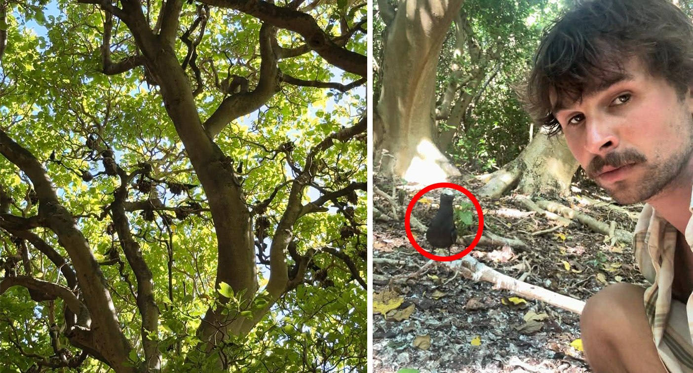 Tourist confronted by fascinating phenomenon as tree 'eats birds' in ...