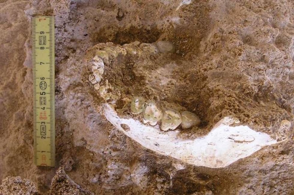 Evolution theory could be blown apart after 'missing link' is found in ...