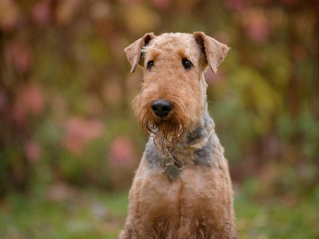 Barstool Sports personality 'Large' gets dog back from Ridgewood NJ ...