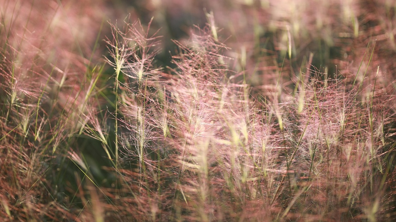 Piante e fiori alternativi ai crisantemi per abbellire porticati ...