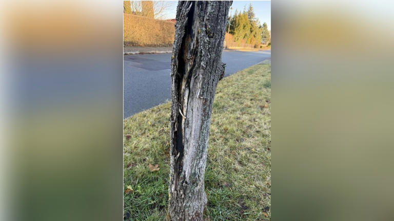 Zerstörte Mauer: Unbekannte verwüsten Schlossgarten Arnstadt