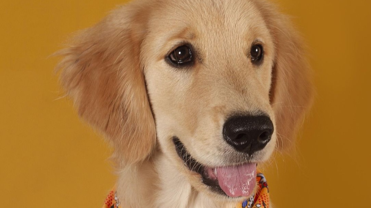 10 things dogs can learn by imitating other dogs, according to ...