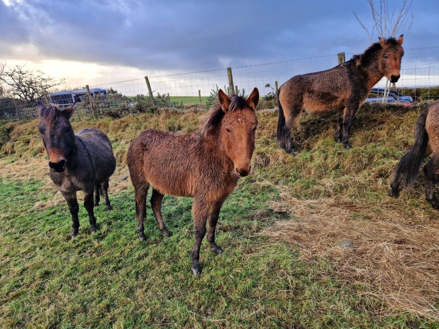 Multi-agency response rescues mules and ponies from Welsh hillside