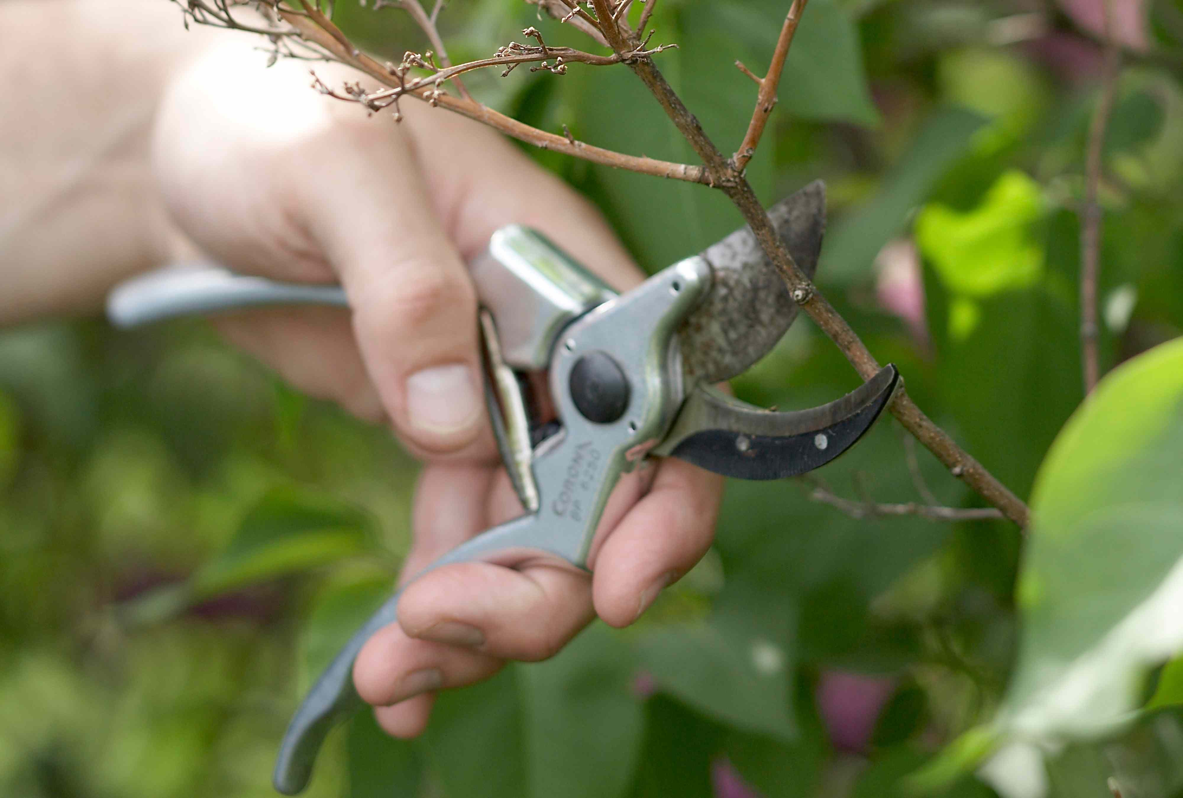 What really happens to perennials you didn't cut back in the fall