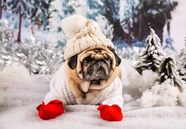 Is your pet acting different this winter? Here’s why