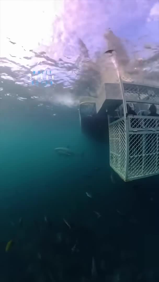 Great white shark diving off Bluff