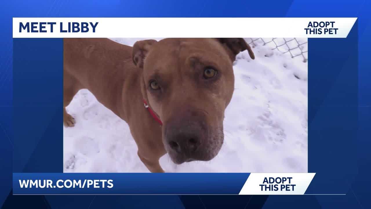 Libby, a loving 9-year-old mixed breed, is looking for a forever home