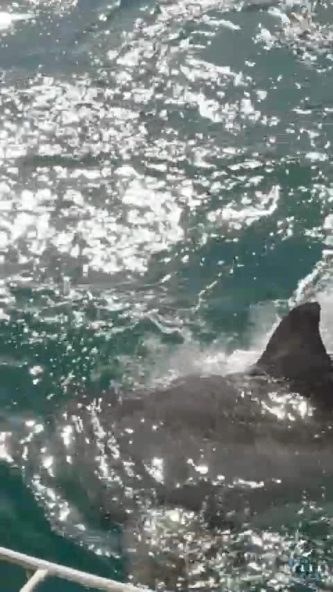 Young great white shark comes up fast from deep #shorts