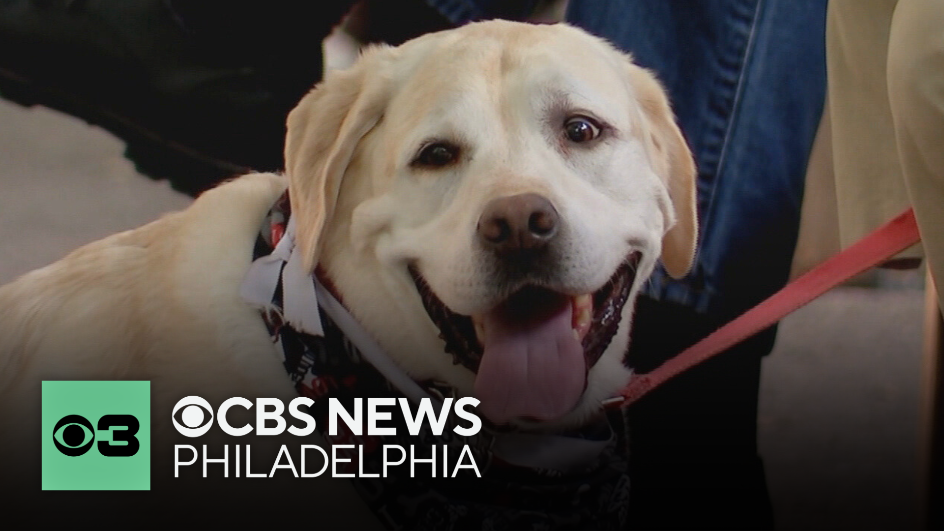 How to expand your dog's vocabulary | Pet Project