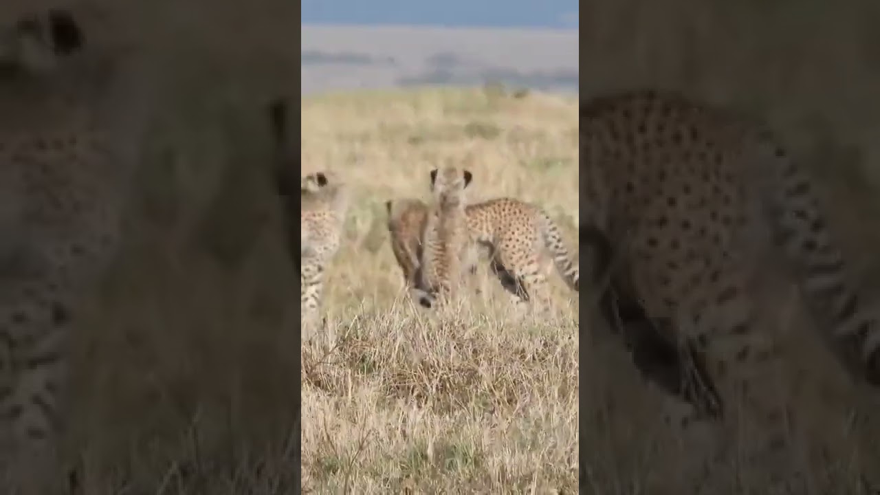 Young cheetah learn crucial hunting skills in open savannah