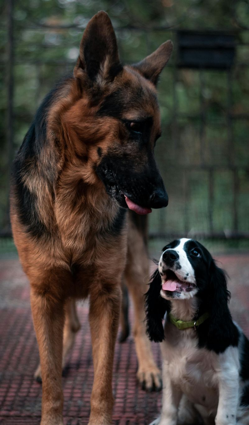 Want a "second dog" that fits in fast? Try these 10 breeds
