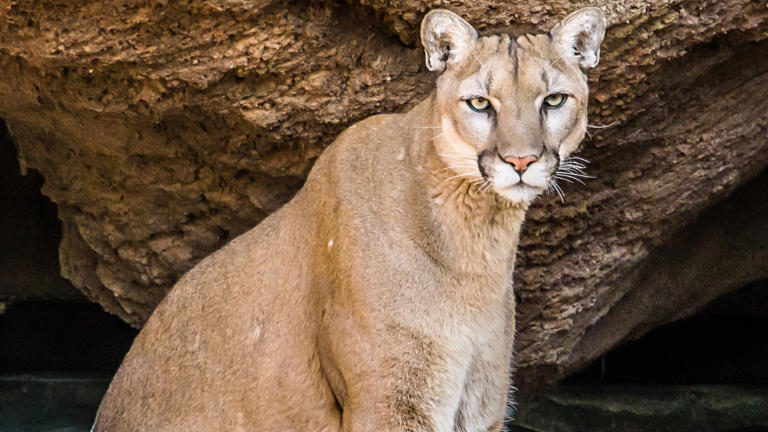 If you run into a mountain lion, experts say this move can save you