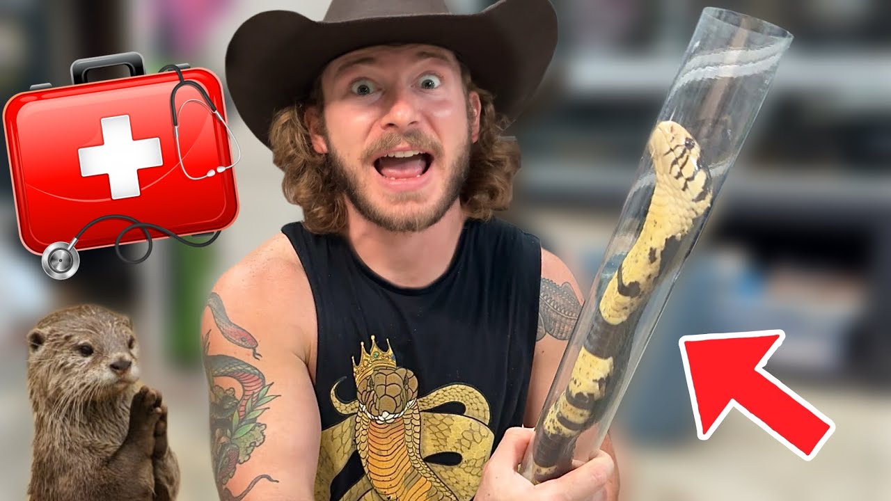 Forest cobra needs a checkup 🐍