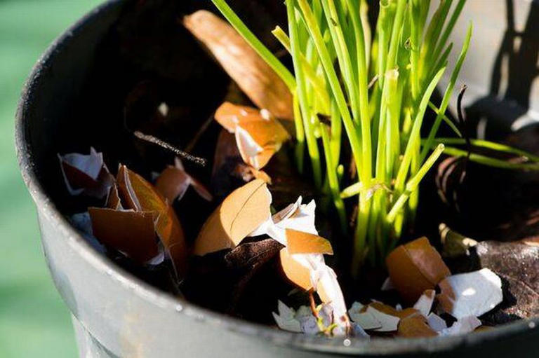 Stop slugs and snails destroying plants in winter with 1 kitchen scrap ...
