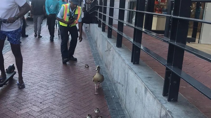 Egyptian geese safely escorted across busy road in Sea Point