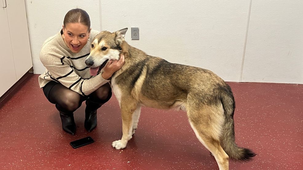 Simba the lap dog (all 80 pounds of him!)