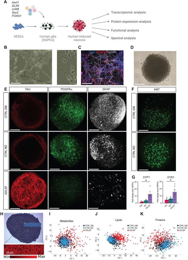 Gli scienziati hanno prodotto in laboratorio cellule che aiutano il ...