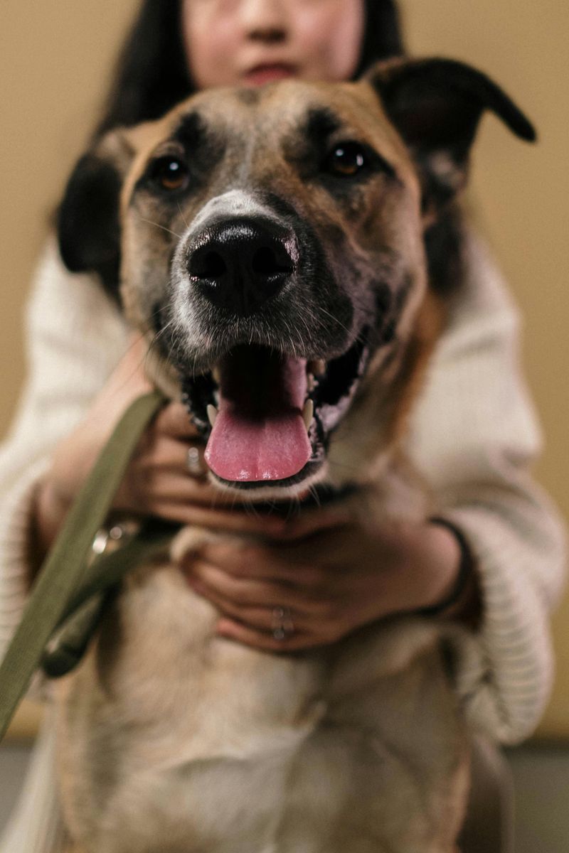 8 dog behaviours that strengthen your bond and 5 that slowly weaken it ...