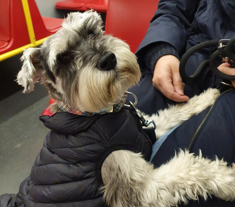 One journey in Vienna showed me how grim the UK is