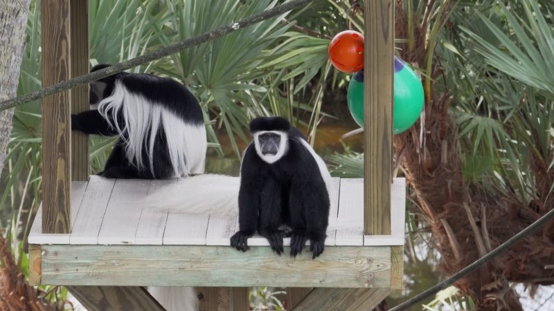 Watch: Florida zoo welcomes new species of monkey that are 'vulnerable ...