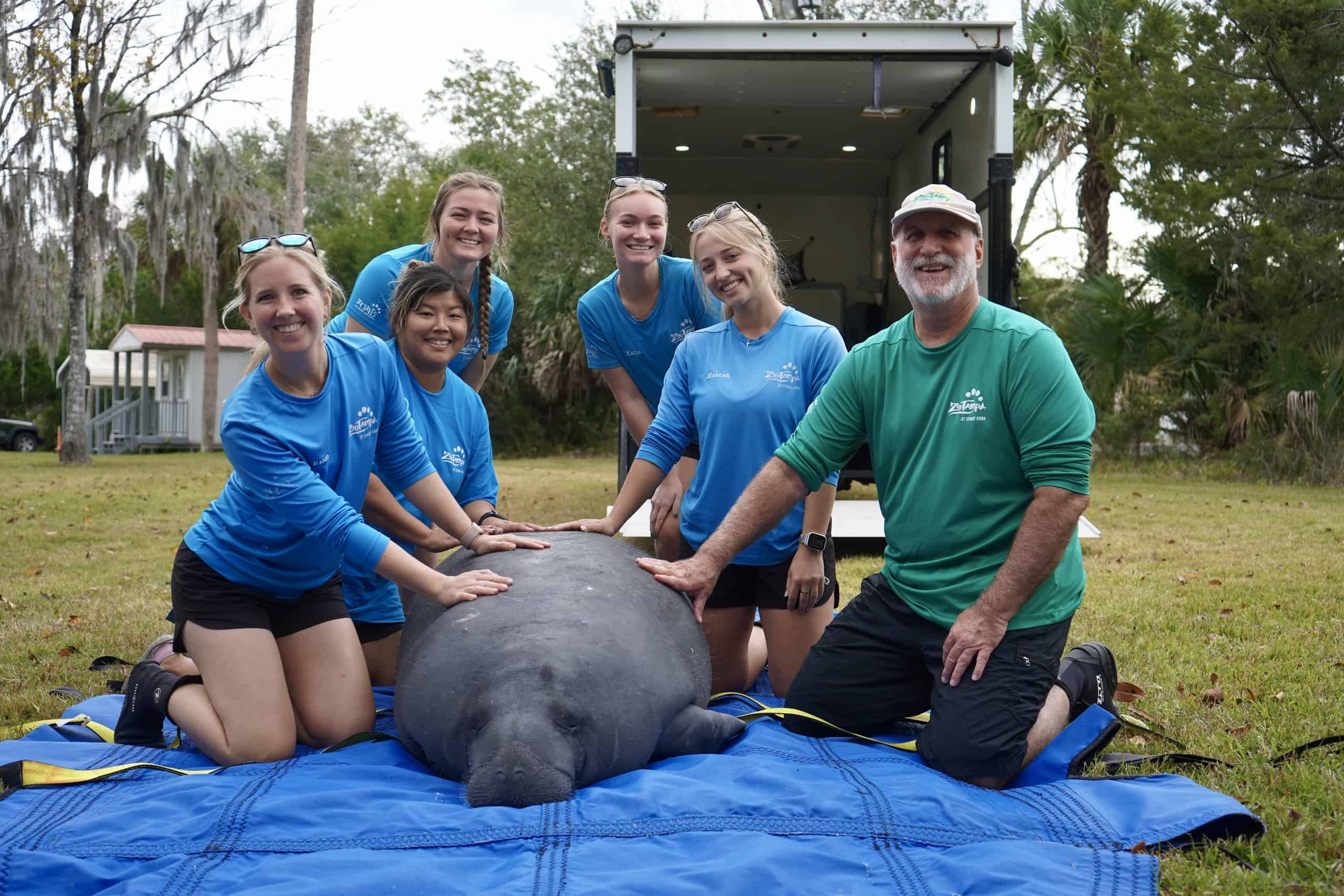 Manatee milestone: How ZooTampa broke records with 26 wild releases in 2025