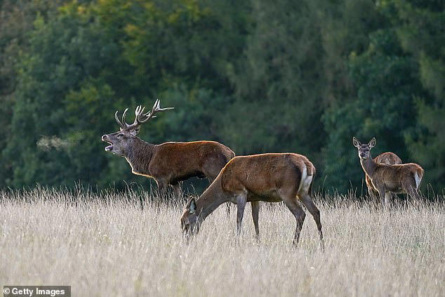 British red deer could face the same fate as red squirrels, experts warn