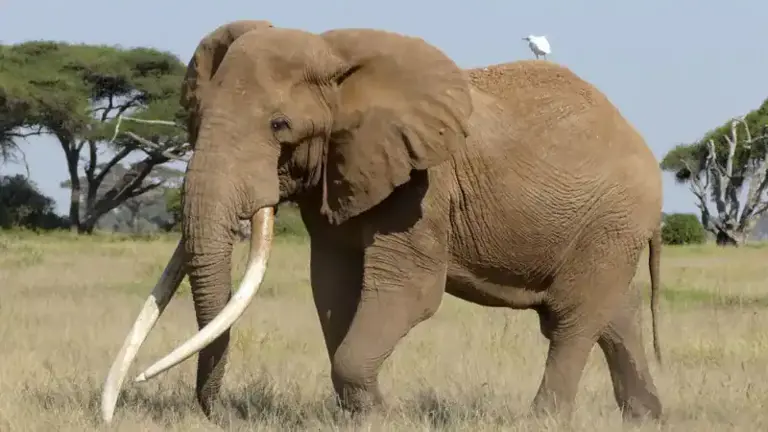 Super tusker Craig: How one elephant’s tusks changed the fate of a species