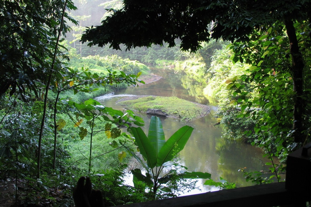 Mengenal forest bathing, terapi mandi hutan untuk kesehatan mental dan ...