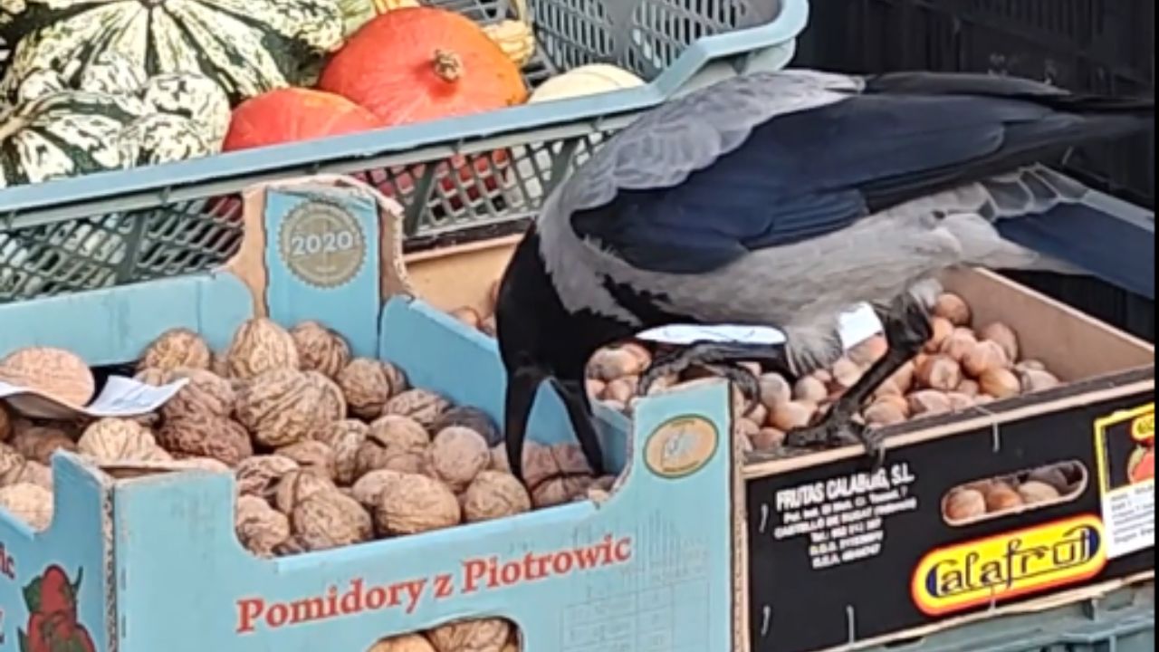 Two ravens team up and inspect nuts carefully to take only the best ones