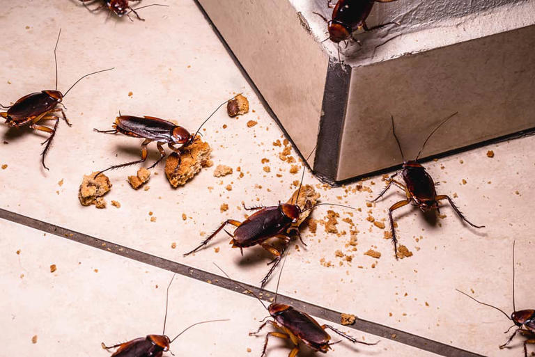 How cockroach grooming rivals human hygiene in the fight for survival